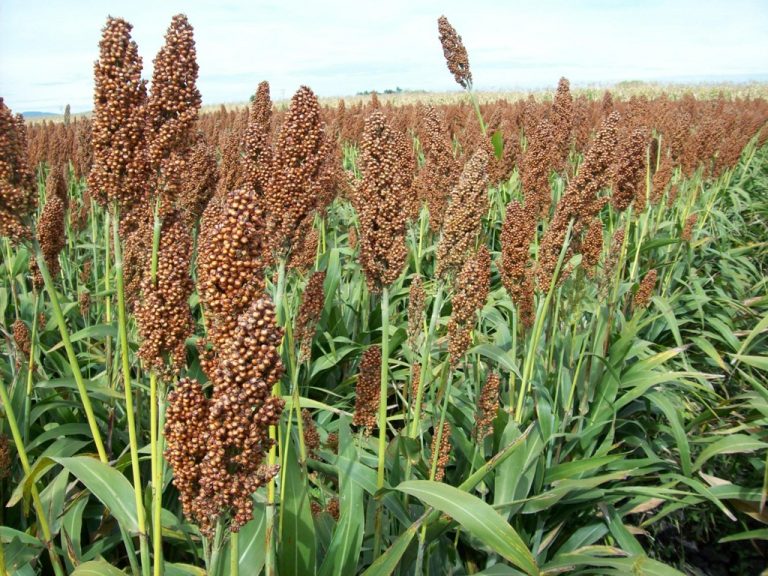 El sorgo y sus ventajas agronómicas - Blog Cedrovet
